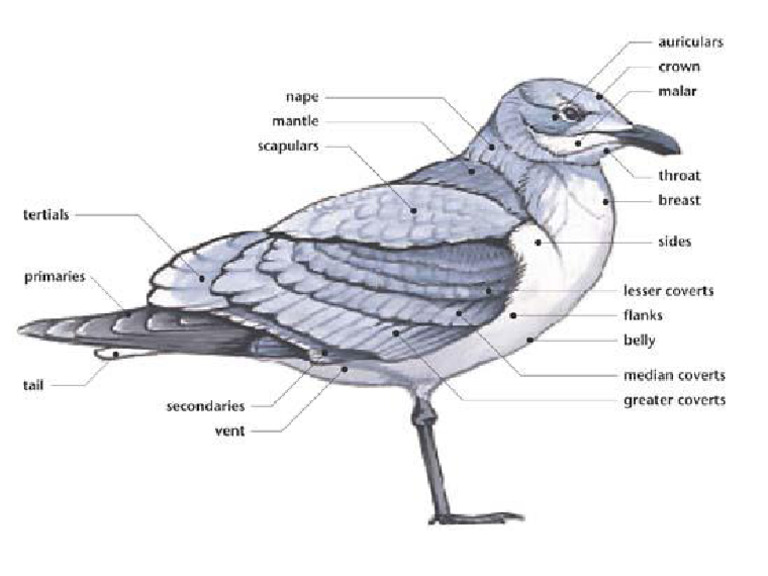 Anatomia Aves 003 | PDF