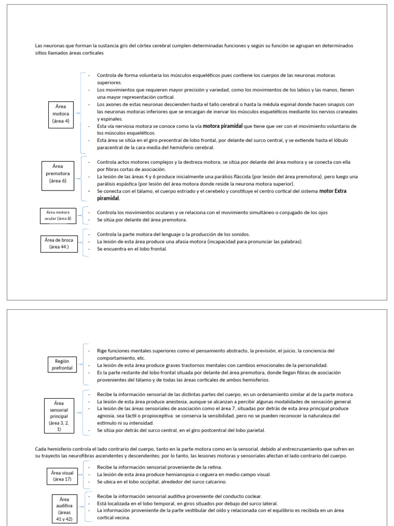 Áreas Corticales Su Ubicación y Función | PDF | Lóbulo temporal | Cerebro