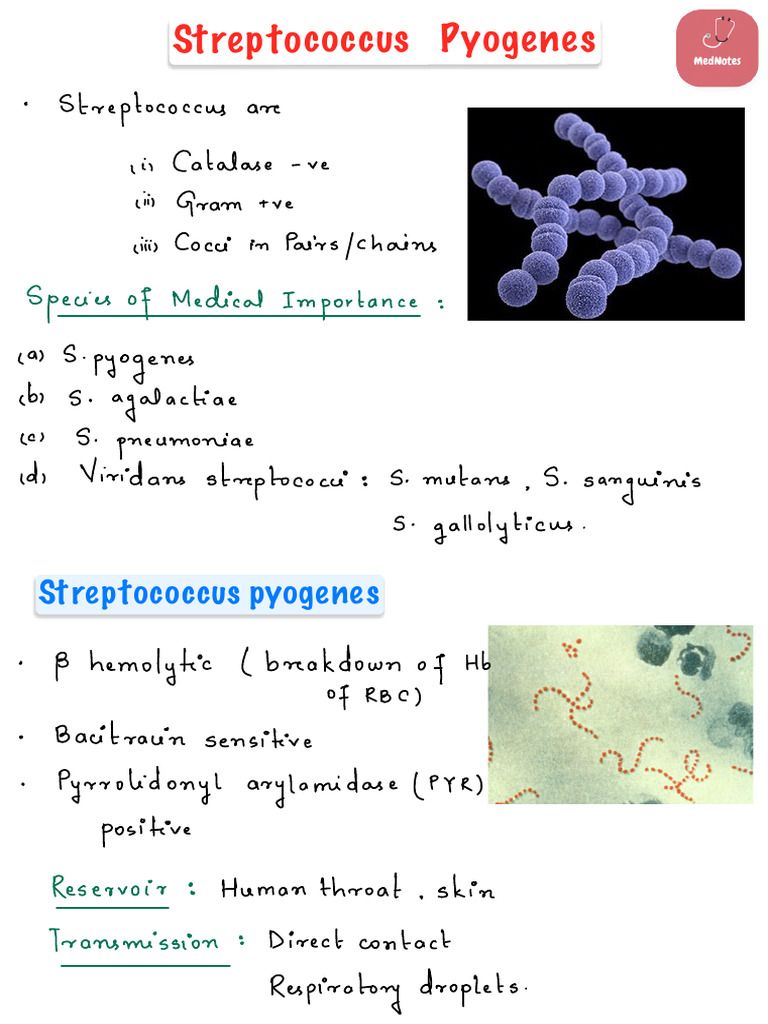 Streptococcus Pyogenes | PDF | Streptococcus | Epidemiology