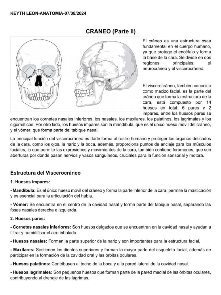Craneo Parte II | PDF