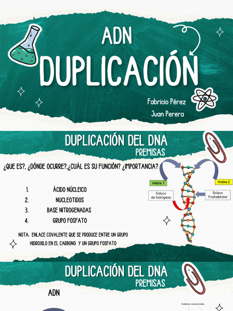 Duplicación Adn - 20240614 - 000152 - 0000 | PDF