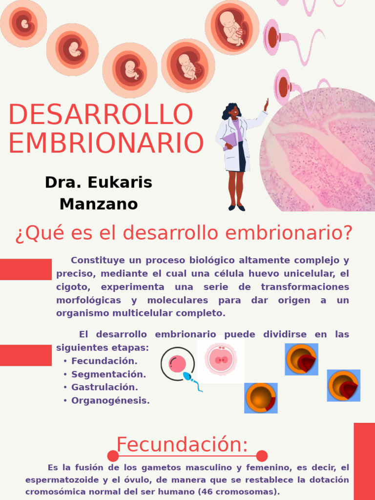 Desarrollo Embrinario | PDF | Embrión | Biología del desarrollo