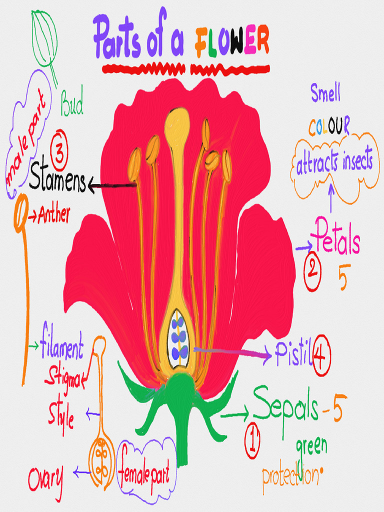 Flower Parts | PDF