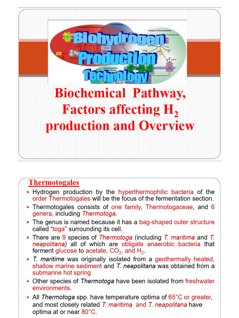 Biochemical Pathway Factors Affecting H2 Production And Overview Pdf Fermentation Metabolism