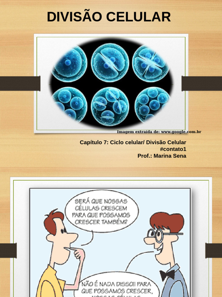 Guia Completo de Divisão Celular | PDF | Meiose | Mitose
