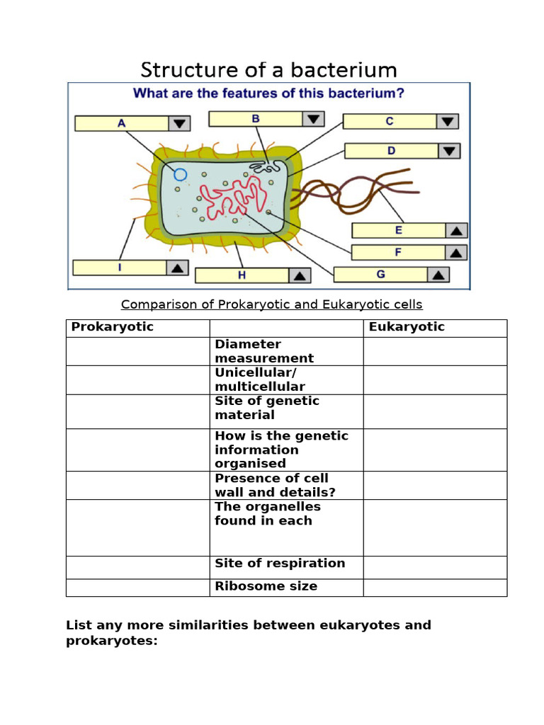 Worksheet Prokaryotes | PDF