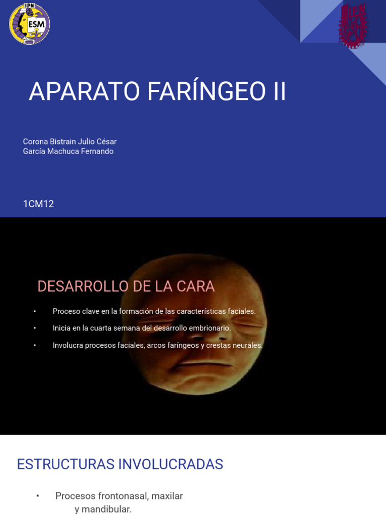 Aparato Faringeo Ii | PDF | Anatomía humana | Anatomía