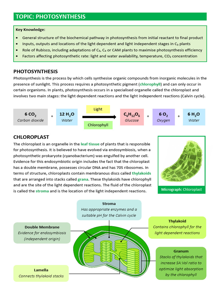 Photosynthesis | PDF | Photosynthesis | Chloroplast