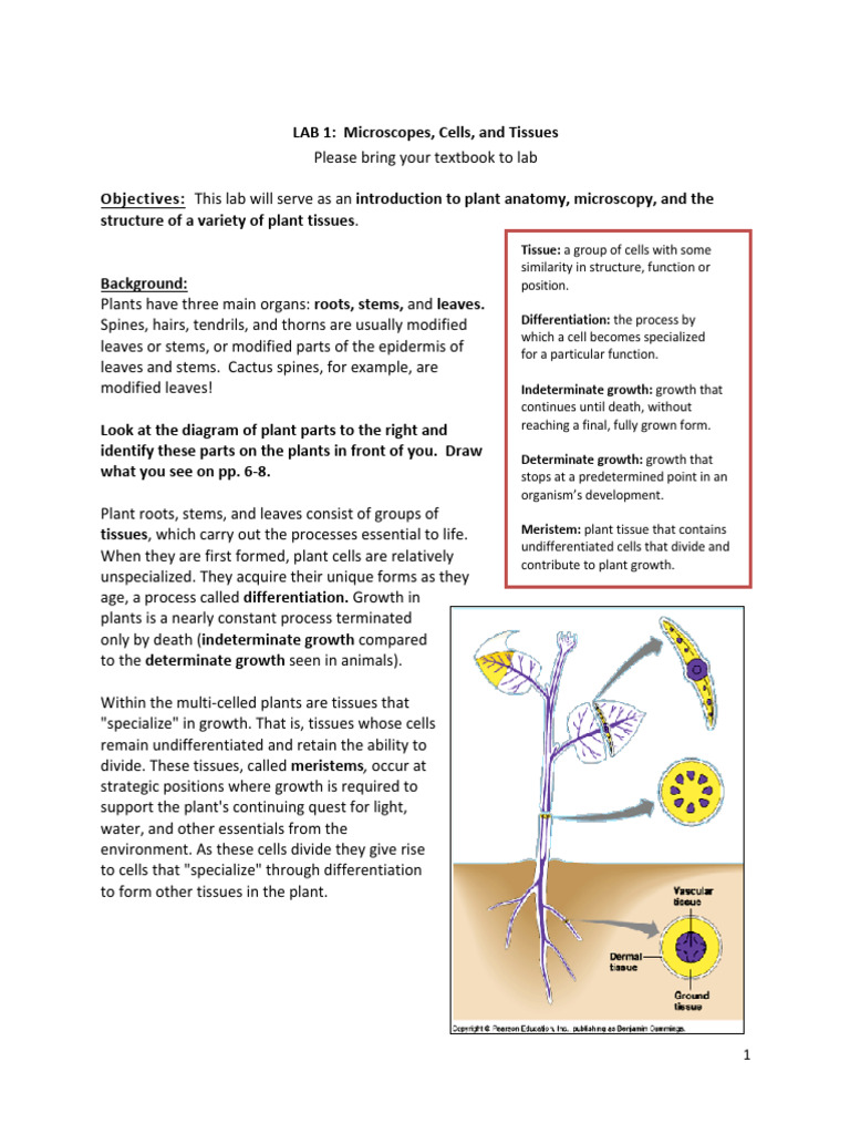 Biology 8 - Parts of The Plant | PDF | Plant Stem | Leaf
