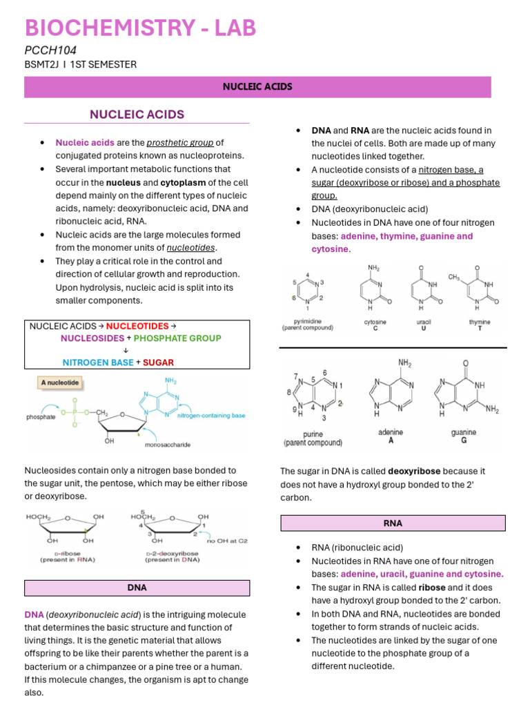 M10 Biochem Lab Nucleic Acids | PDF | Nucleic Acids | Nucleotides