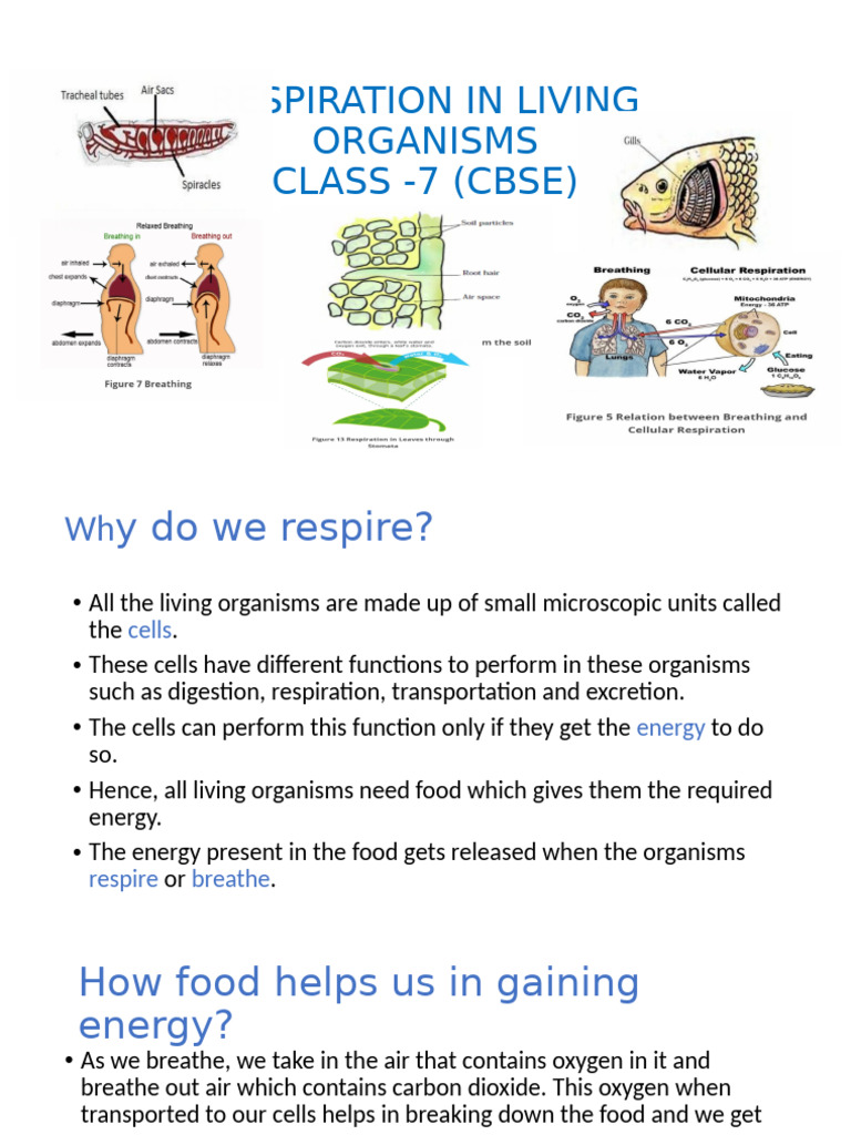 Understanding Respiration in Organisms | PDF | Breathing | Cellular ...