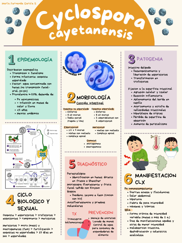 Cyclospora y Trichinella PDF | PDF | Especialidades Medicas ...