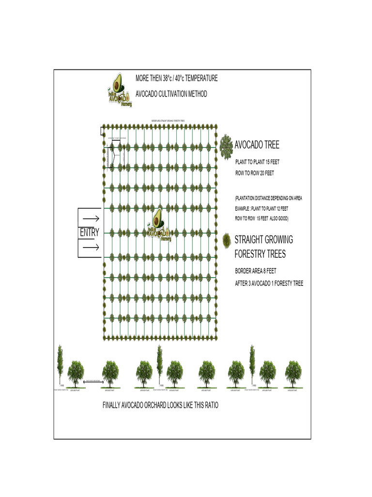 Indianavocadonursery Plantation Chart | PDF | Avocado | Plants