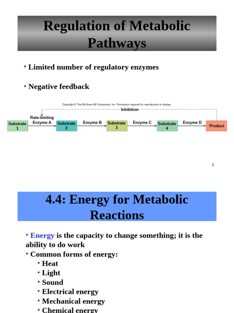 Chapt04 Part 2 Holes Lecture Animation JWT | PDF | Cellular Respiration | Adenosine Triphosphate