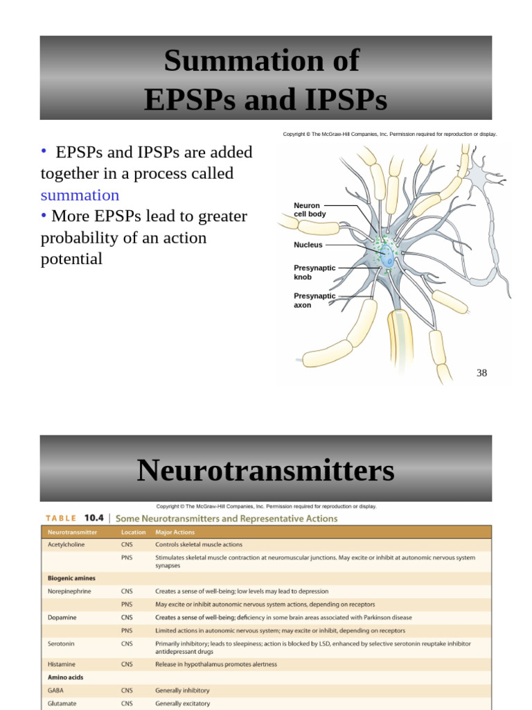 Chapt10 Part 4 Holes Lecture Animation JWT | PDF | Neuron | Neuroscience