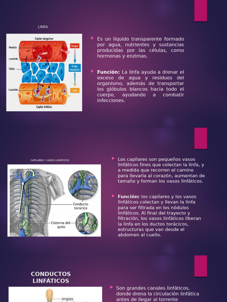 Linfa Expo Nelly | PDF | Sistema linfático | Linfa
