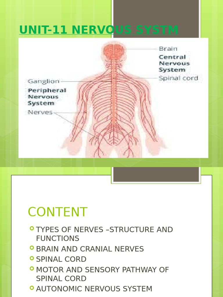 Overview of the Nervous System | PDF | Nervous System | Neuron
