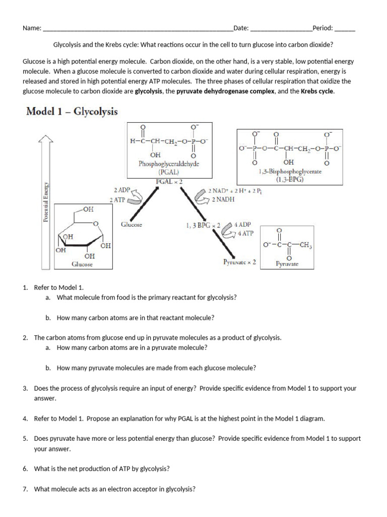 Cell Respiration Worksheet Specifics | PDF | Cellular Respiration ...