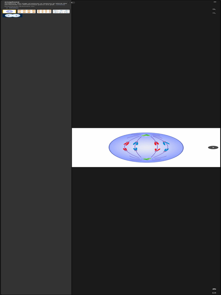 Anaphase Definition, Mitosis, Summary, & Facts Britannica | PDF ...