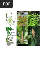 Plant Systematics - A Phylogenetic Approach - 2015 - Judd | PDF ...