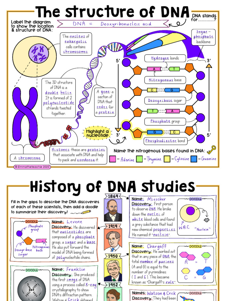 06 Structure of DNA - Completed Example | PDF | Dna | Biomolecules