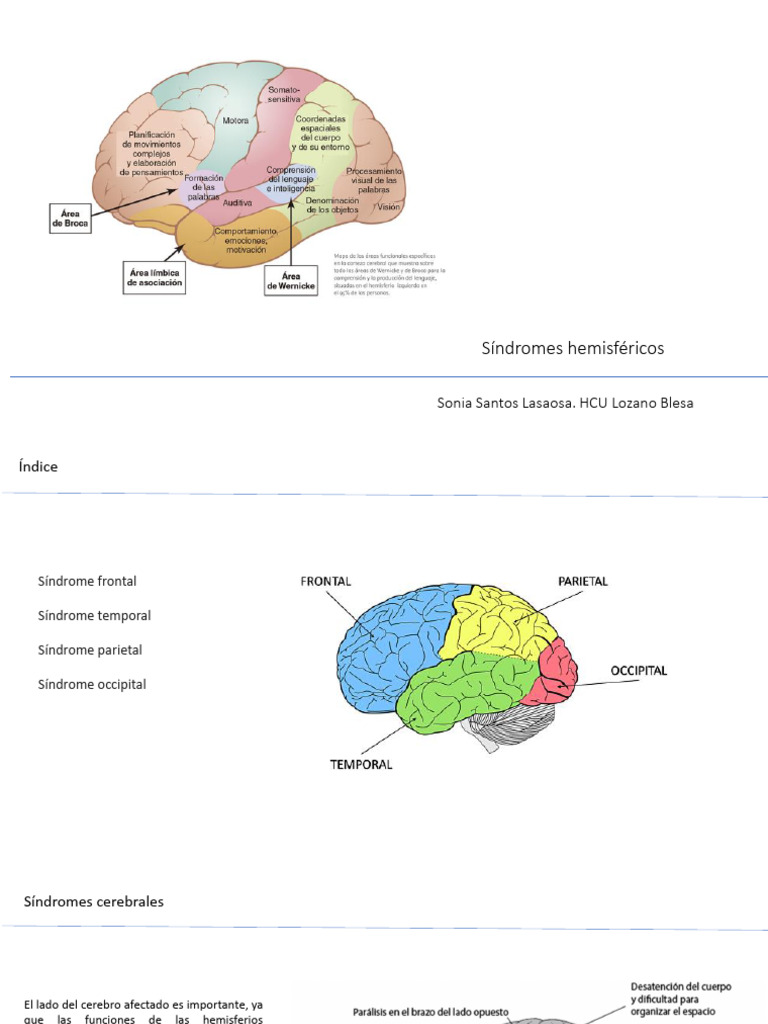 Sí - Ndromes Cerebrales | PDF | Lóbulo frontal | Lóbulo occipital