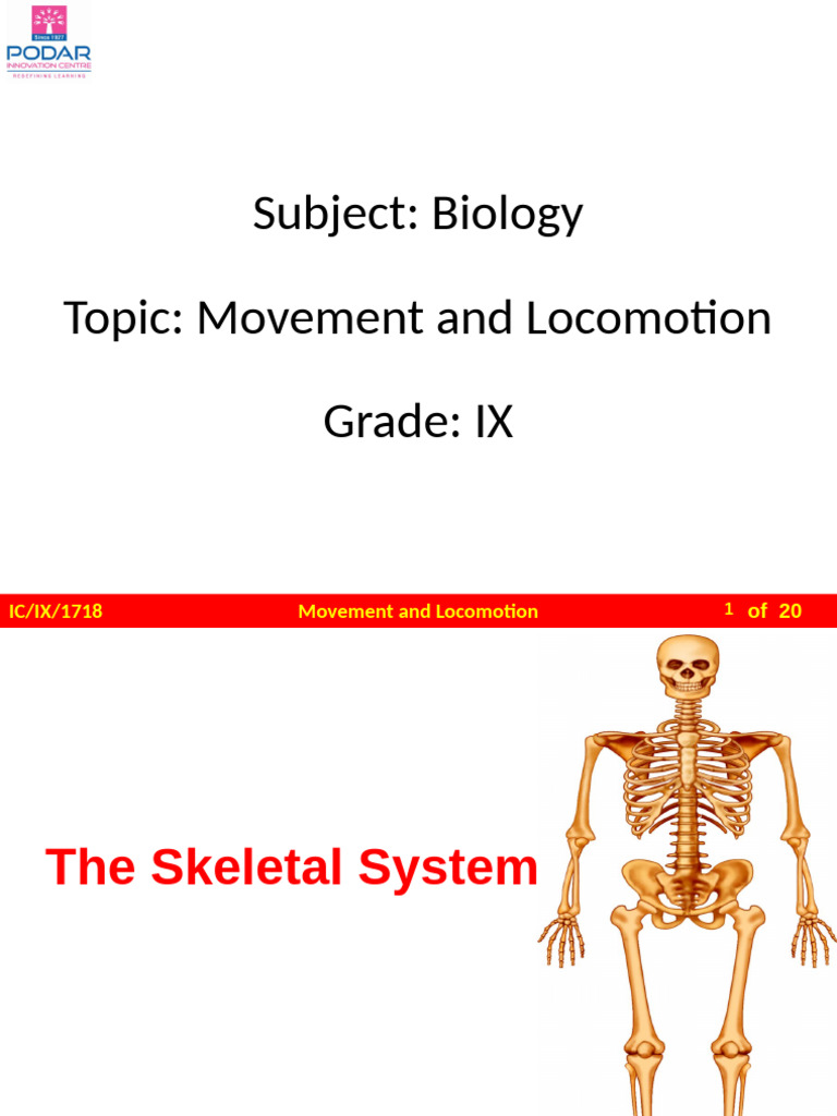 ICSE IX Bio Skeleton-Movement and Locomotion 2 | PDF | Foot | Pelvis