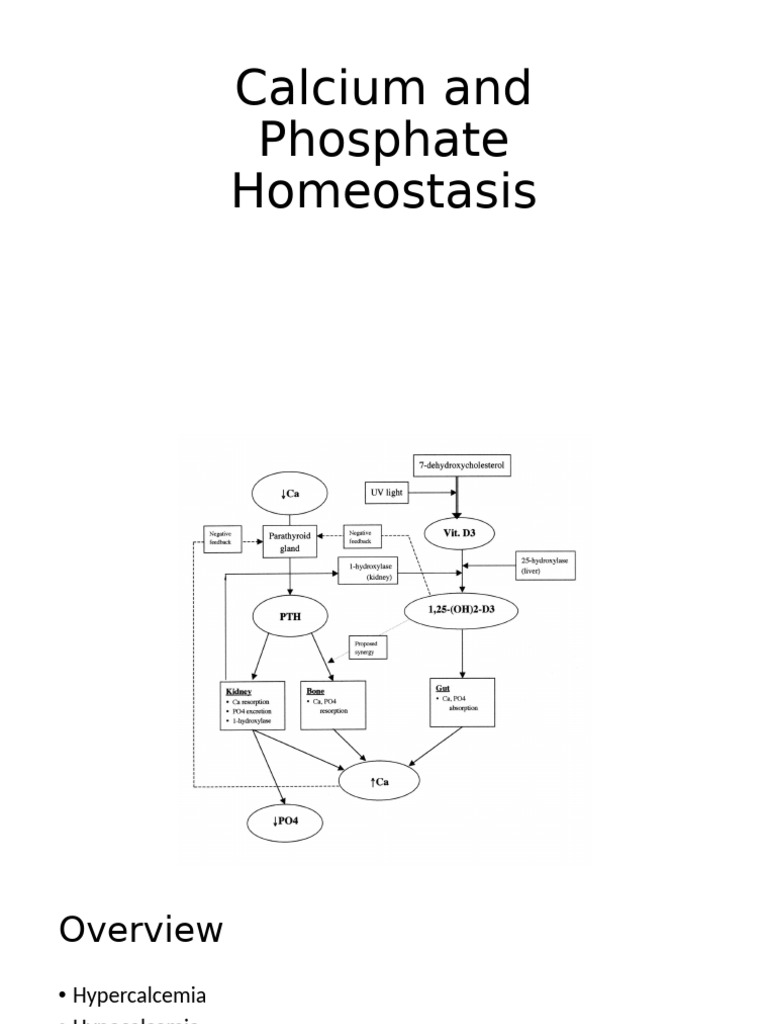 9.calcium Homeostasis 125624 | PDF | Diseases And Disorders | Medical ...