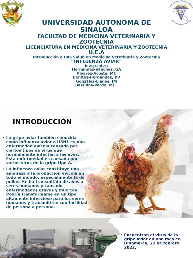 Influenza Aviar 2 | PDF | Influenza aviar | Influenza