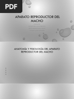 Anatomía del Aparato Genital del Toro | PDF | Sistema reproductivo | Pelvis