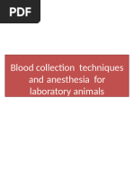 Blood Collection from Rabbit Ear Vein | PDF | Anesthesia | Blood Vessel