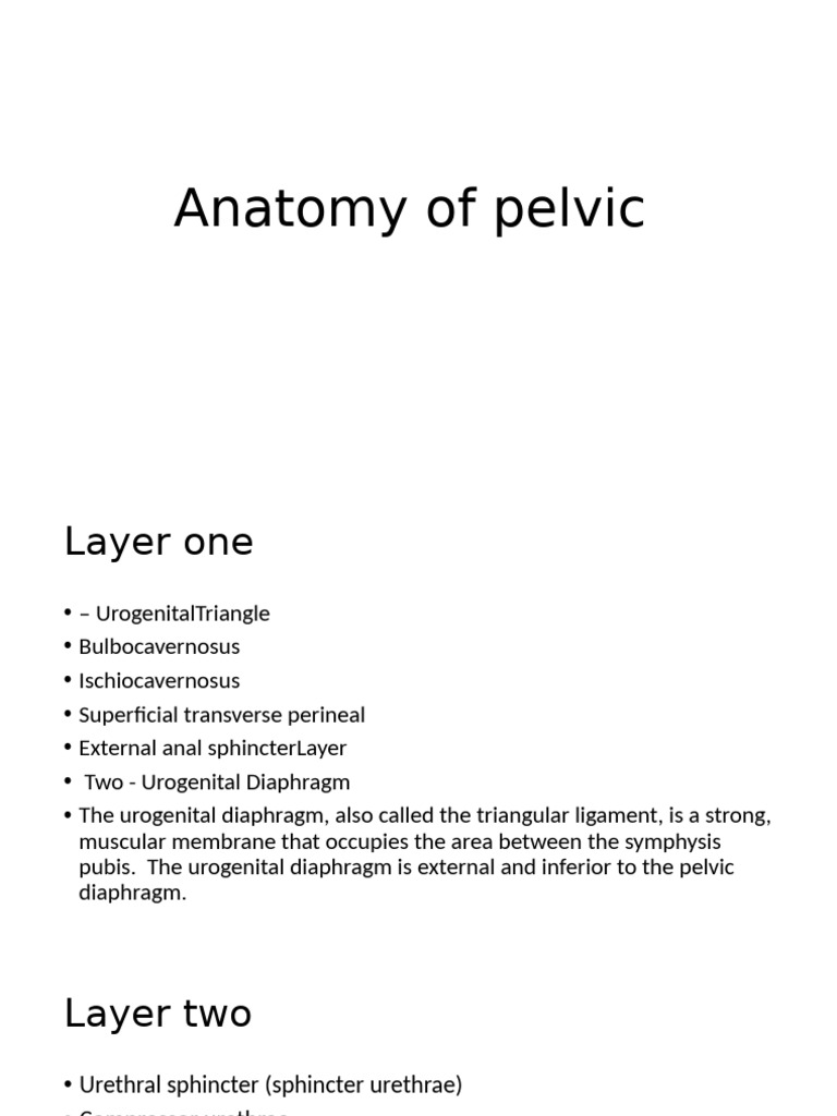 Anatomy of Pelvic | PDF