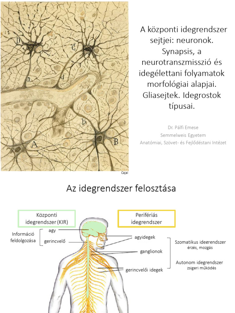 ÁOKII - A Központi Idegrendszer Sejtjei - PE | PDF