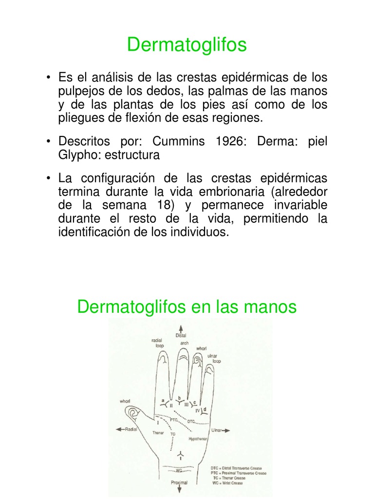 Análisis de Dermatoglifos y Triradius | PDF | Estudios de idiomas ...