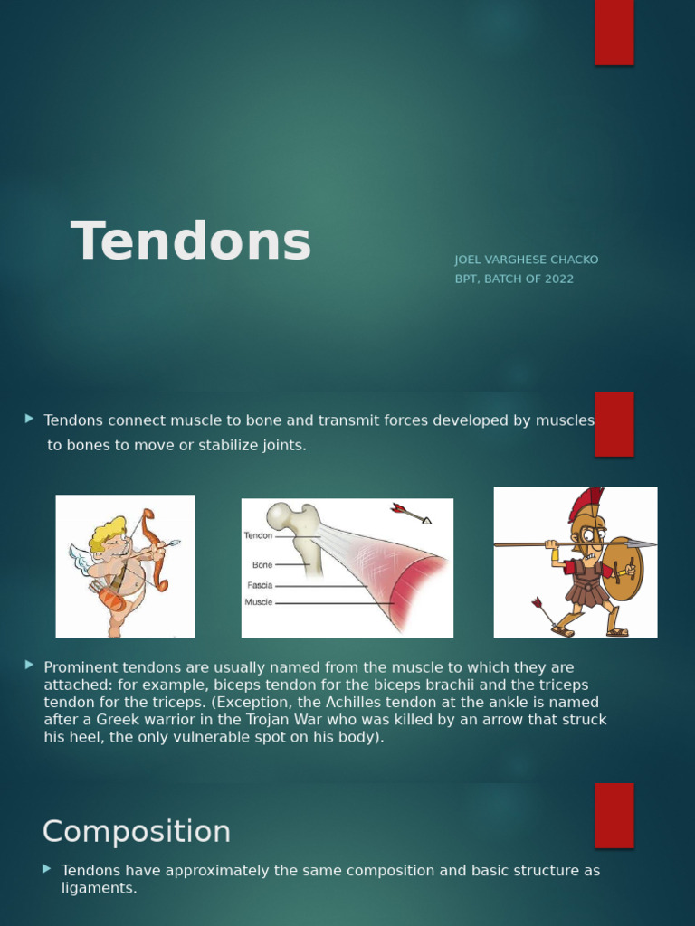 Tendons | PDF | Tendon | Collagen