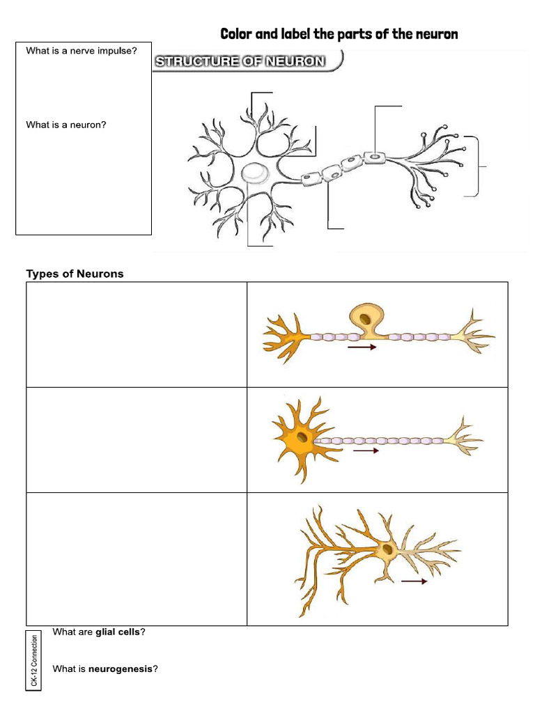 Neurons | PDF