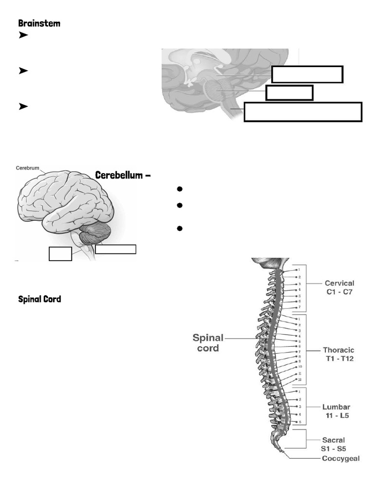Brainstem Cerebellum and Spinal Cord | PDF