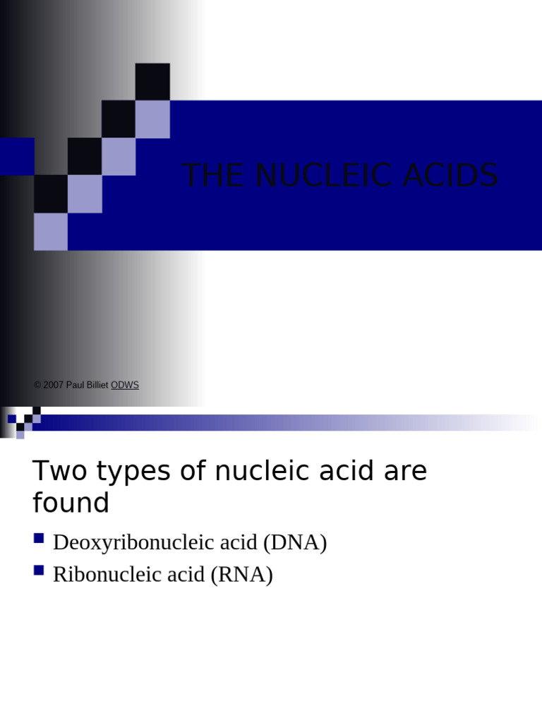 Understanding Nucleic Acids: DNA & RNA | PDF | Nucleic Acids | Nucleotides