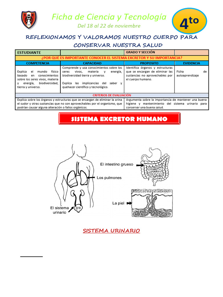 Ficha-Sistema Excretor | PDF | Sistema urinario | Riñón