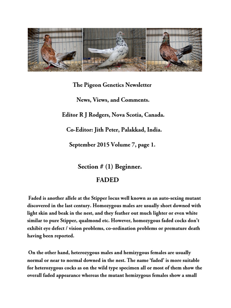Understanding Faded Pigeon Genetics | PDF | Zygosity | Dominance (Genetics)