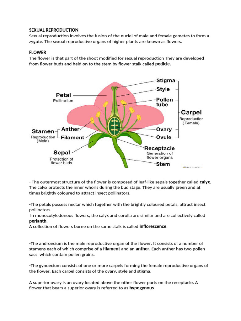 Structure and Reproduction of Flowers | PDF | Flowers | Fruit