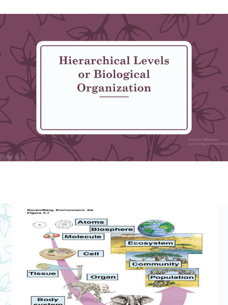 Hierarchical Levels of Life | PDF