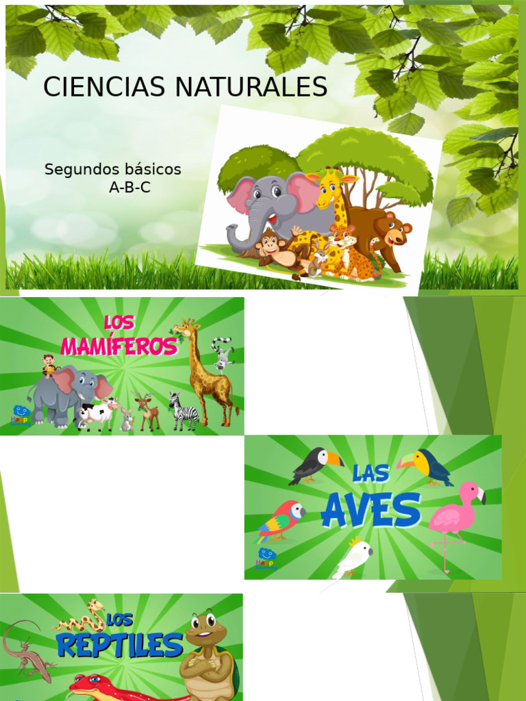 Clase 1 Las Características de Los Animales LISTO | PDF