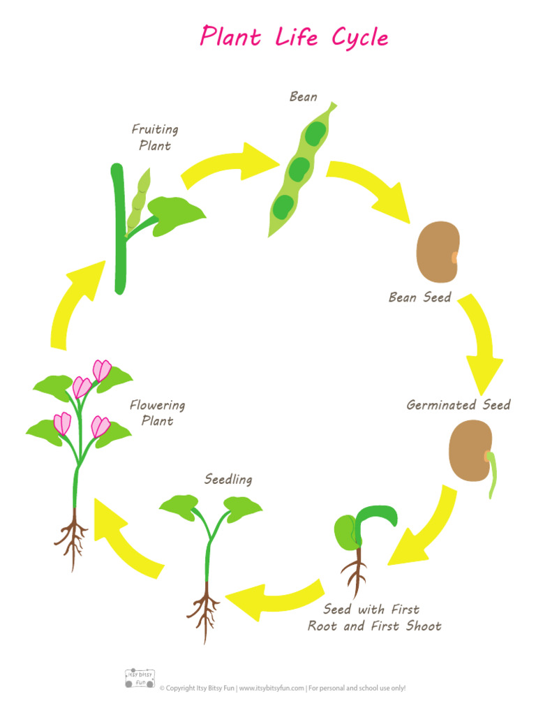Plant Life Cycle Poster | PDF