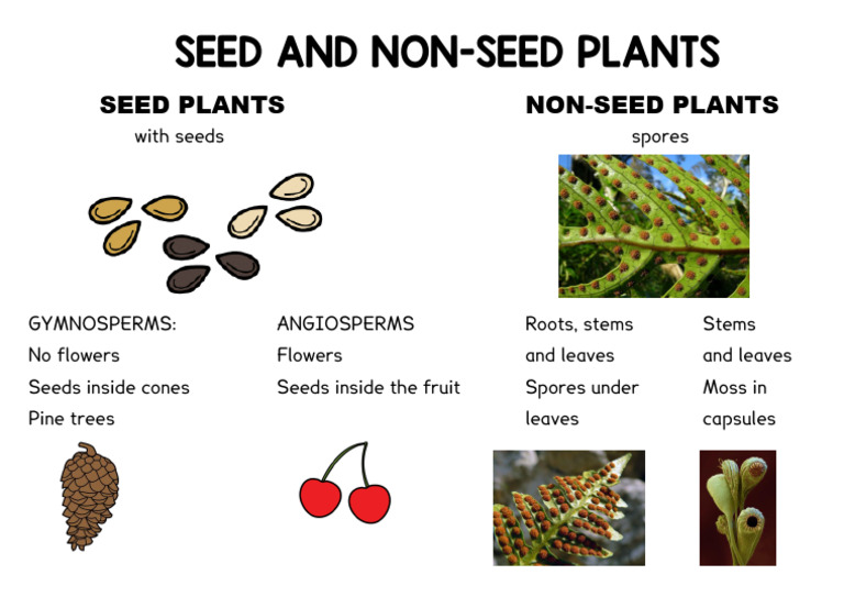 Seed or Non Seed Plants Poster | PDF