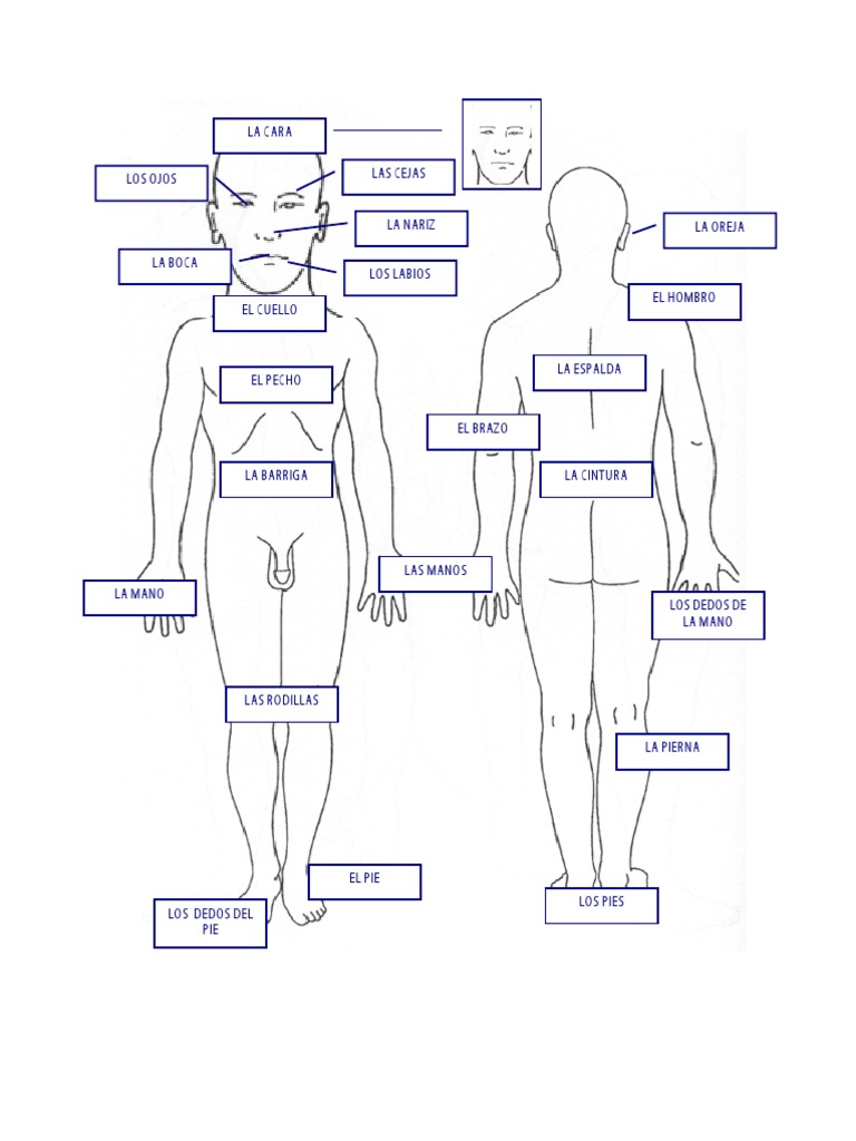 Bingo - El Cuerpo Humano | PDF