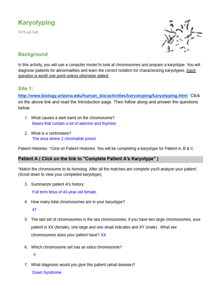 13 Karyotyping Virtual Lab | PDF | Down Syndrome | Karyotype