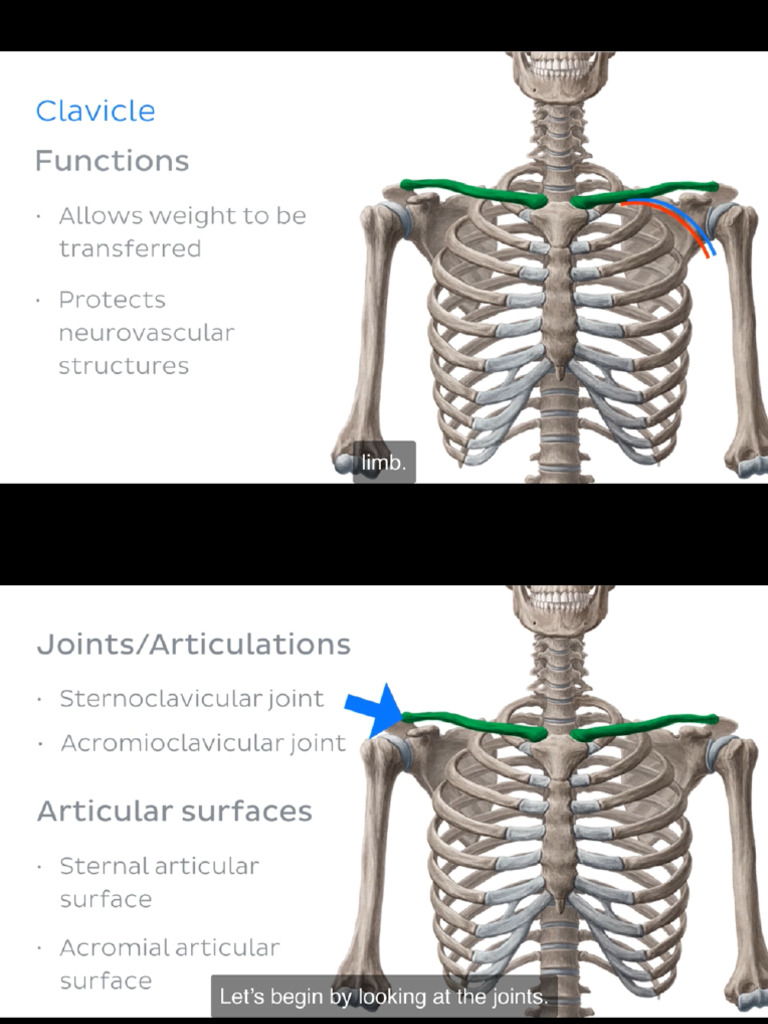 Clavicle | PDF