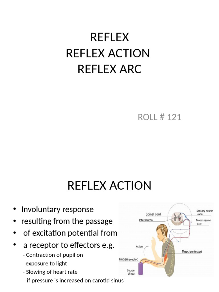 Reflex Reflex Action Reflex Arc: ROLL # 121 | PDF