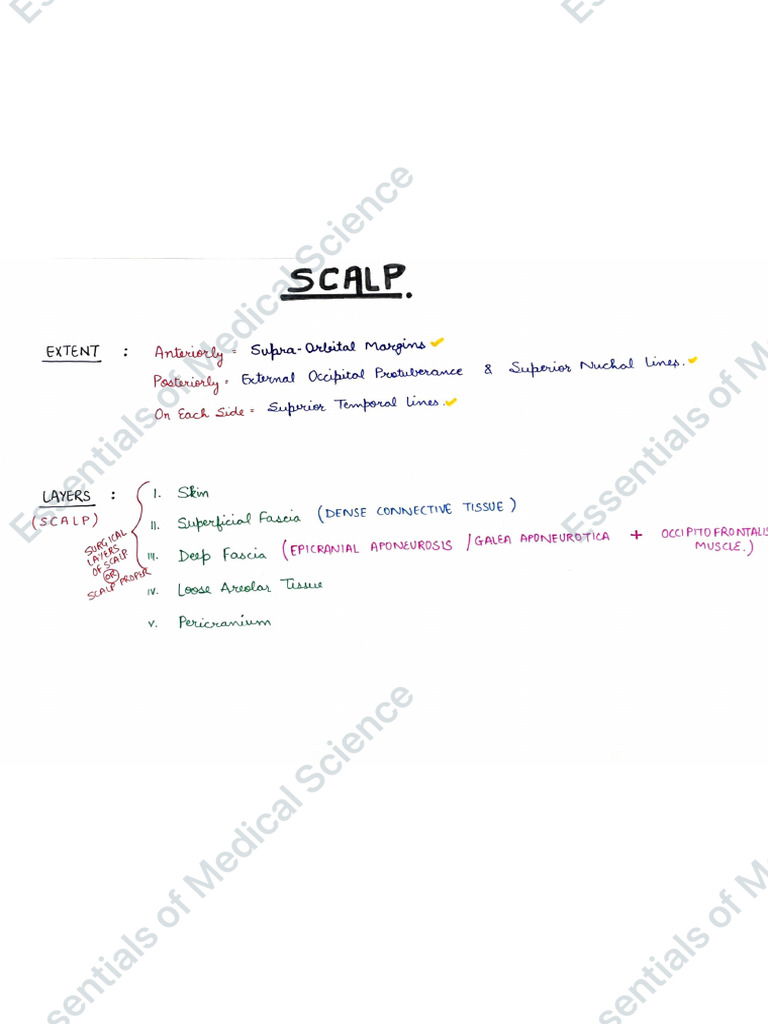 Scalp Anatomy Complete | PDF